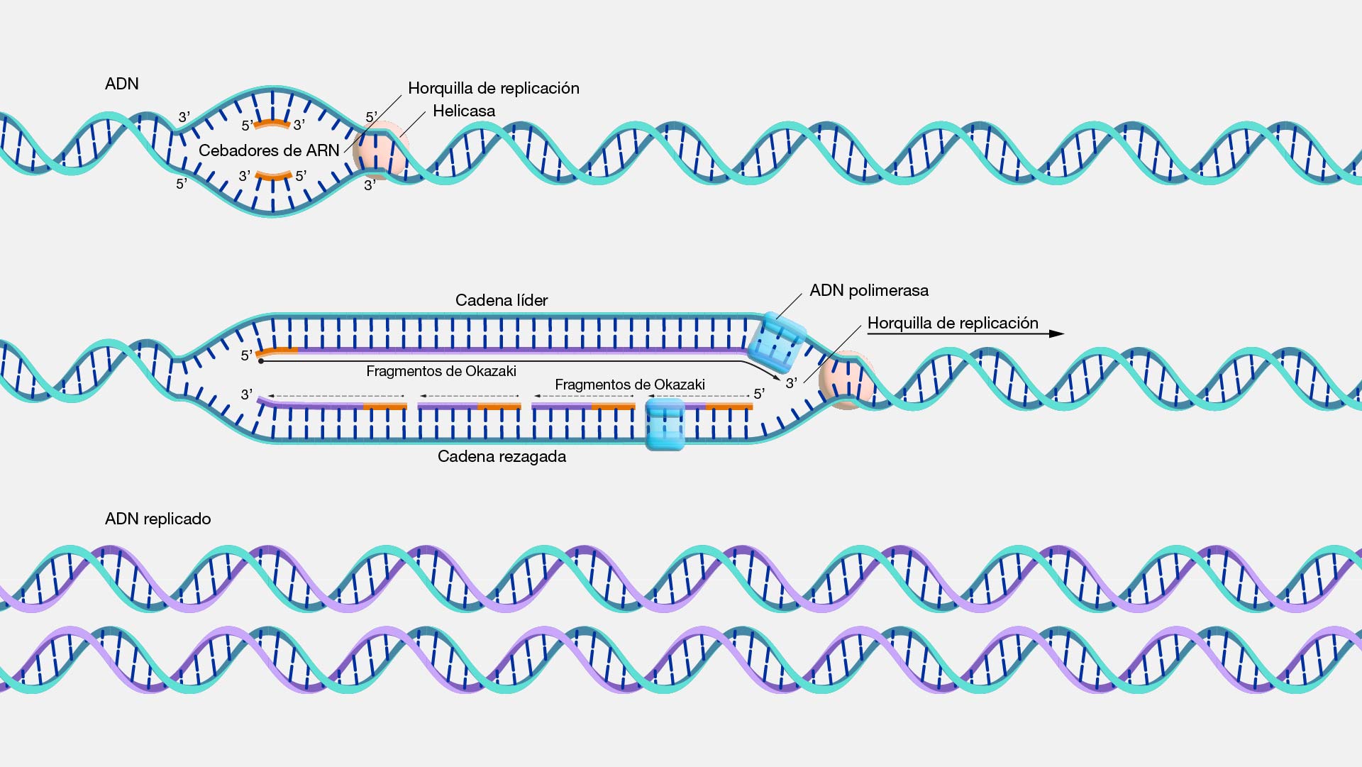 Qué son la replicación, transcripción y traducción del ADN