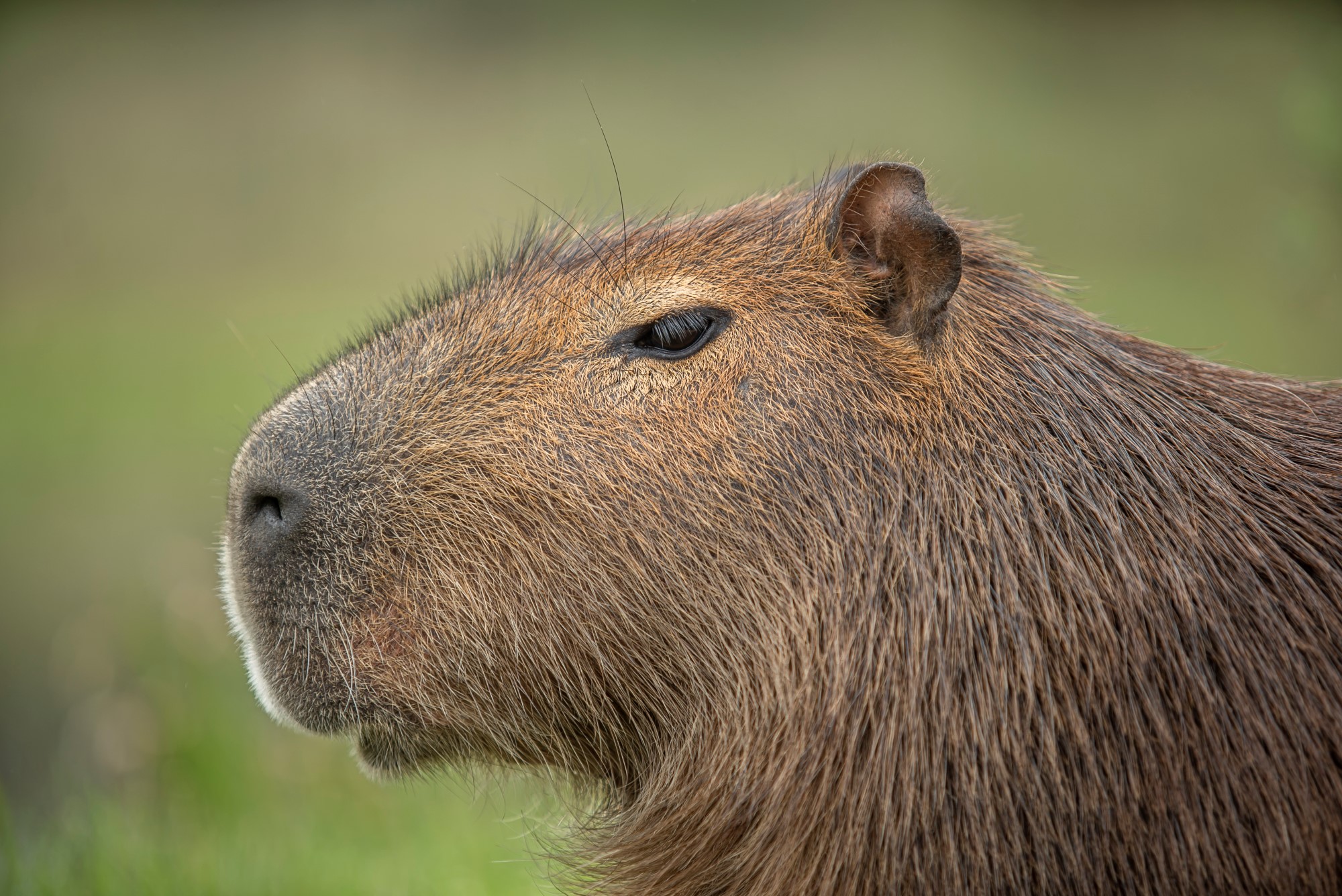 Cuáles son las especies de fauna del Parque Nacional El Palmar