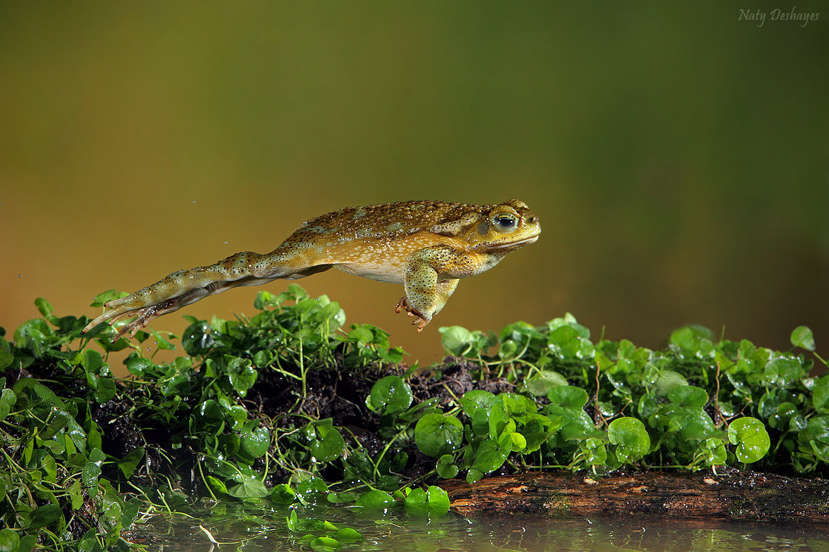 Qué actividades educativas se pueden hacer sobre el vuelo del sapo